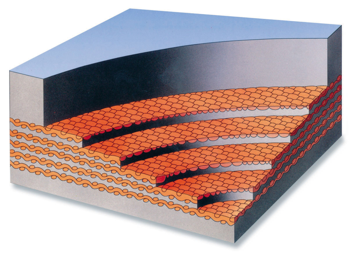 Single and dual-ply conveyor belts - AT Minerals